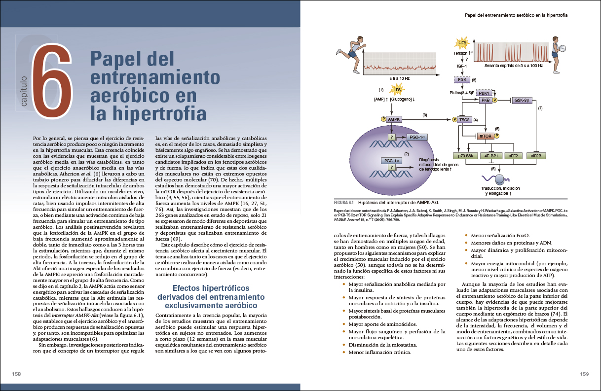 Ciencia y desarrollo de la Hipertrofia Muscular. Nueva edición ampliada ...